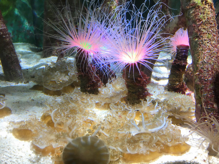 Parco Oceanografico di Valencia, guida all'acquario e al museo