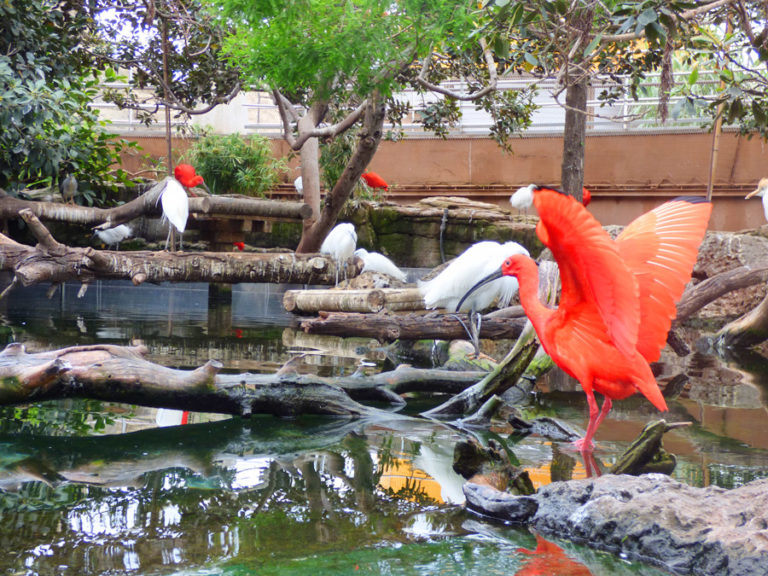 Parco Oceanografico di Valencia, guida all'acquario e al museo